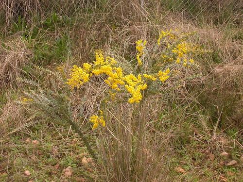 Knife acacia (Acacia cultriformis) Care Guide: Pests, Diseases ...