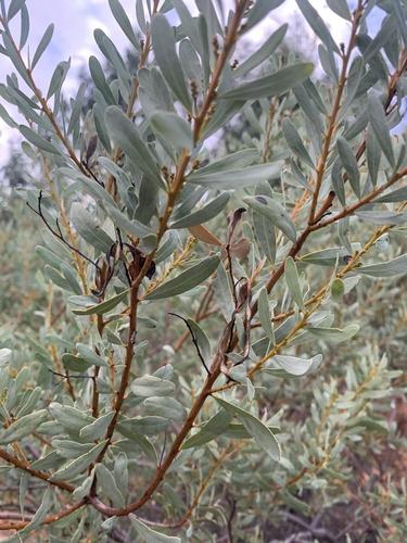 Graceful wattle (Acacia decora) Care Guide: Pests, Diseases, Watering ...