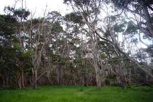 Koa (Acacia koa) Care Guide: Pests, Diseases, Watering, Fertilizing ...