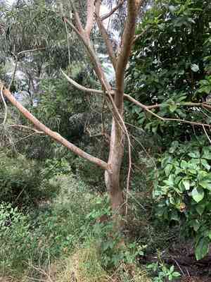 Koa (Acacia koa) Care Guide: Pests, Diseases, Watering, Fertilizing ...
