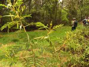 Koa (Acacia koa) Care Guide: Pests, Diseases, Watering, Fertilizing ...