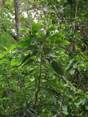 Koa (Acacia koa) Care Guide: Pests, Diseases, Watering, Fertilizing ...