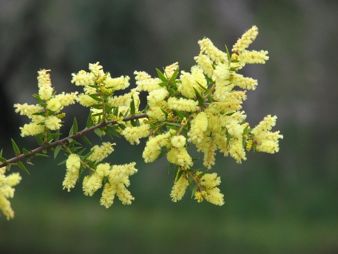 Spike wattle (Acacia oxycedrus) Care Guide: Pests, Diseases, Watering ...