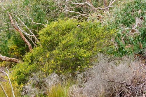 Paradox acacia (Acacia paradoxa) Care Guide: Pests, Diseases, Watering ...