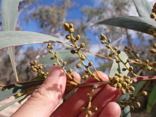 Red-leaf wattle (Acacia rubida) Care Guide: Pests, Diseases, Watering ...