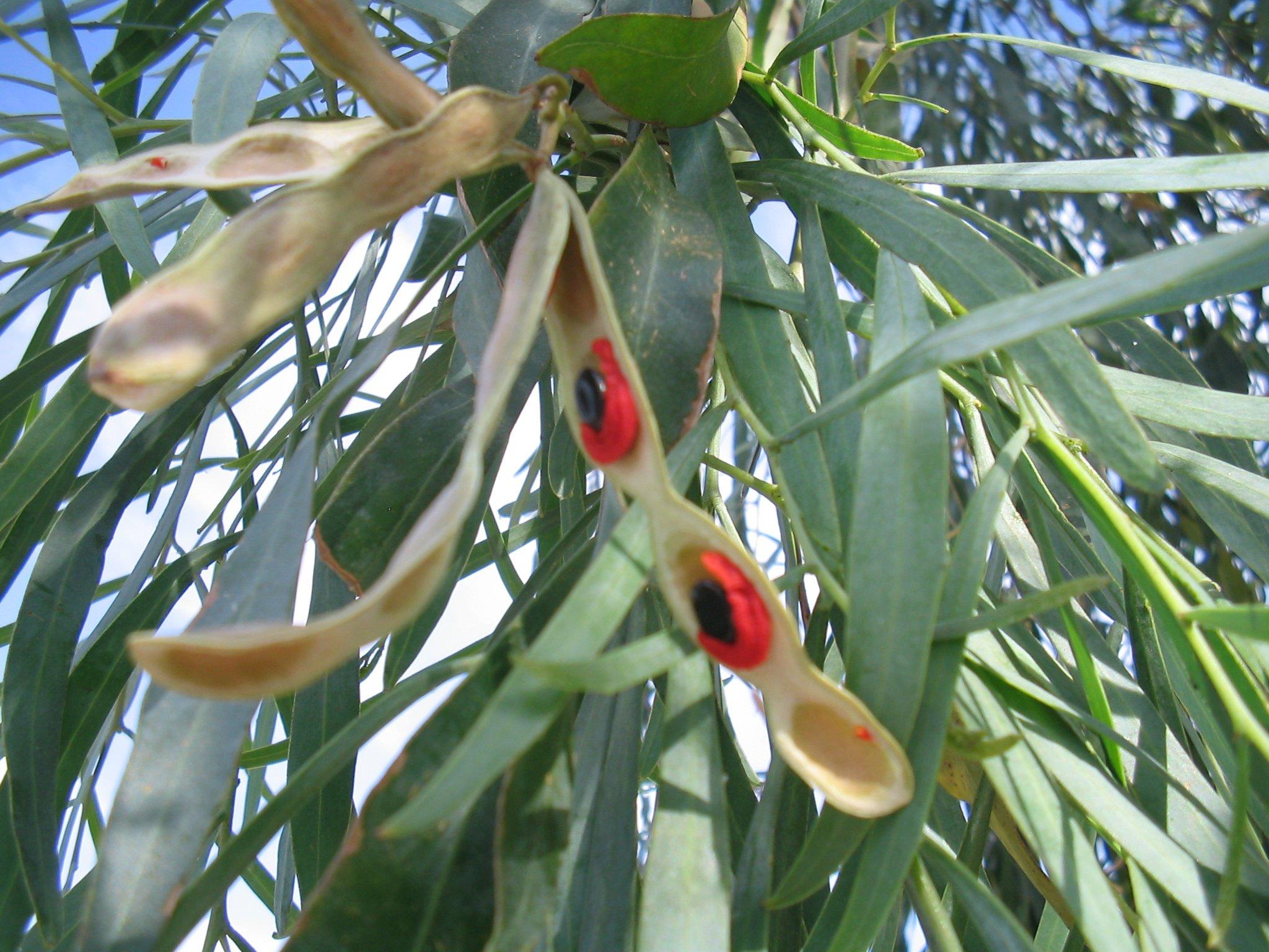 Cooba (Acacia salicina) Care Guide: Pests, Diseases, Watering ...
