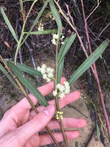 Sweet wattle (Acacia suaveolens) Care Guide: Pests, Diseases, Watering ...