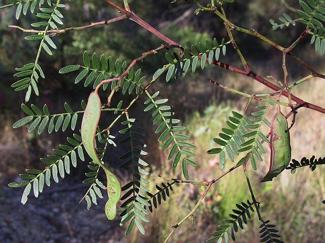 How to Transplant Cedar wattle: Complete Transplanting Guide | ForwardPlant