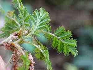 How to Transplant New zealand bur: Complete Transplanting Guide ...
