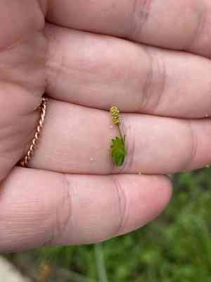 Slender three-seed mercury (Acalypha gracilens) Care Guide: Pests ...