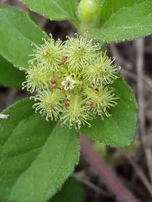 How to Prune Paraguayan starbur: Complete Pruning Guide | ForwardPlant