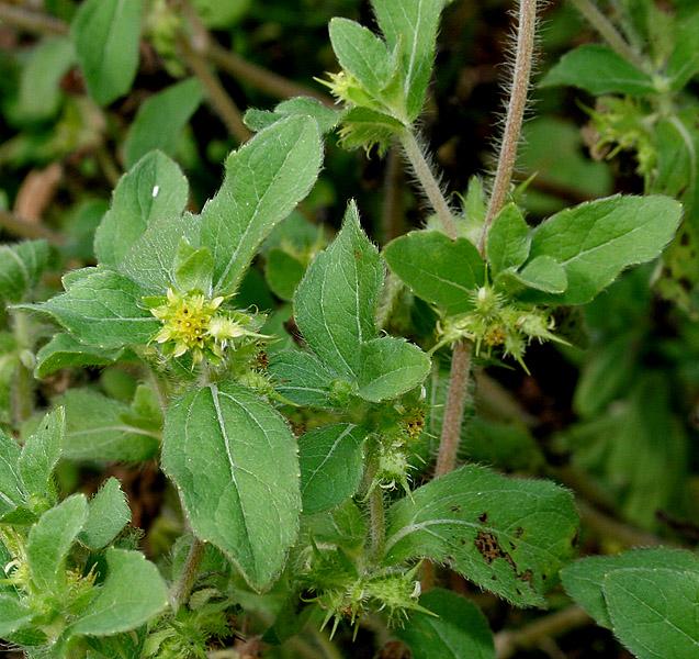 Ideal Temperature for Hispid starburr: Complete Guide | ForwardPlant