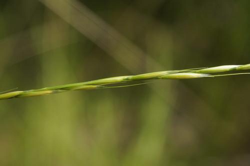 Achnatherum bromoides (Achnatherum bromoides) Care Guide: Pests ...