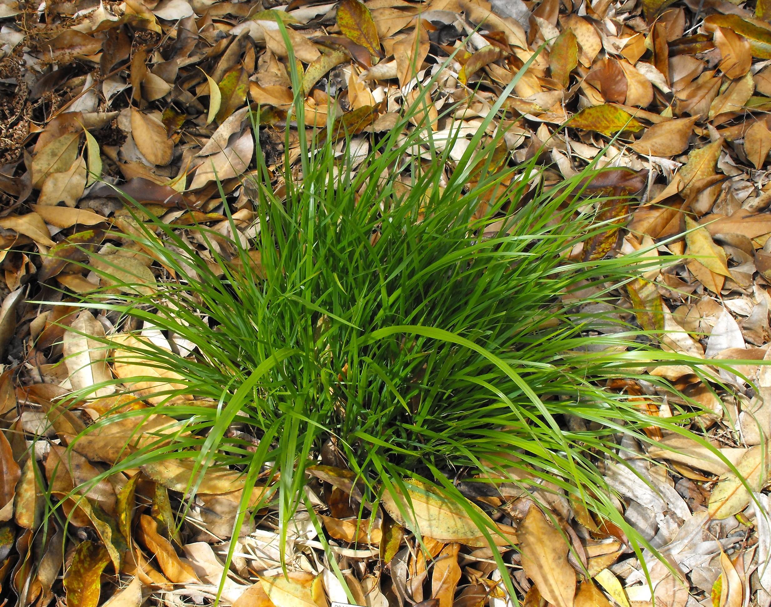 Needle grass (Achnatherum pekinense) Care Guide: Pests, Diseases ...