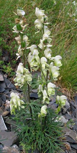Wholesome wolfs bane (Aconitum anthora) Care Guide: Pests, Diseases ...