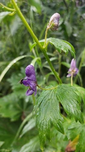 Azure Monkshood (Aconitum fischeri) Care Guide: Pests, Diseases ...