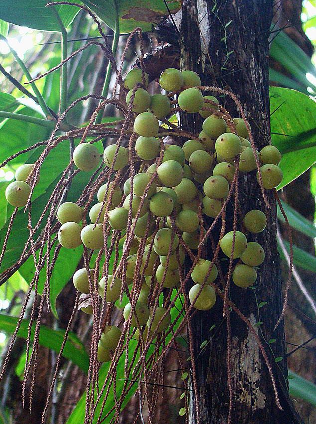 Grugru palm (Acrocomia totai) Care Guide: Pests, Diseases, Watering ...