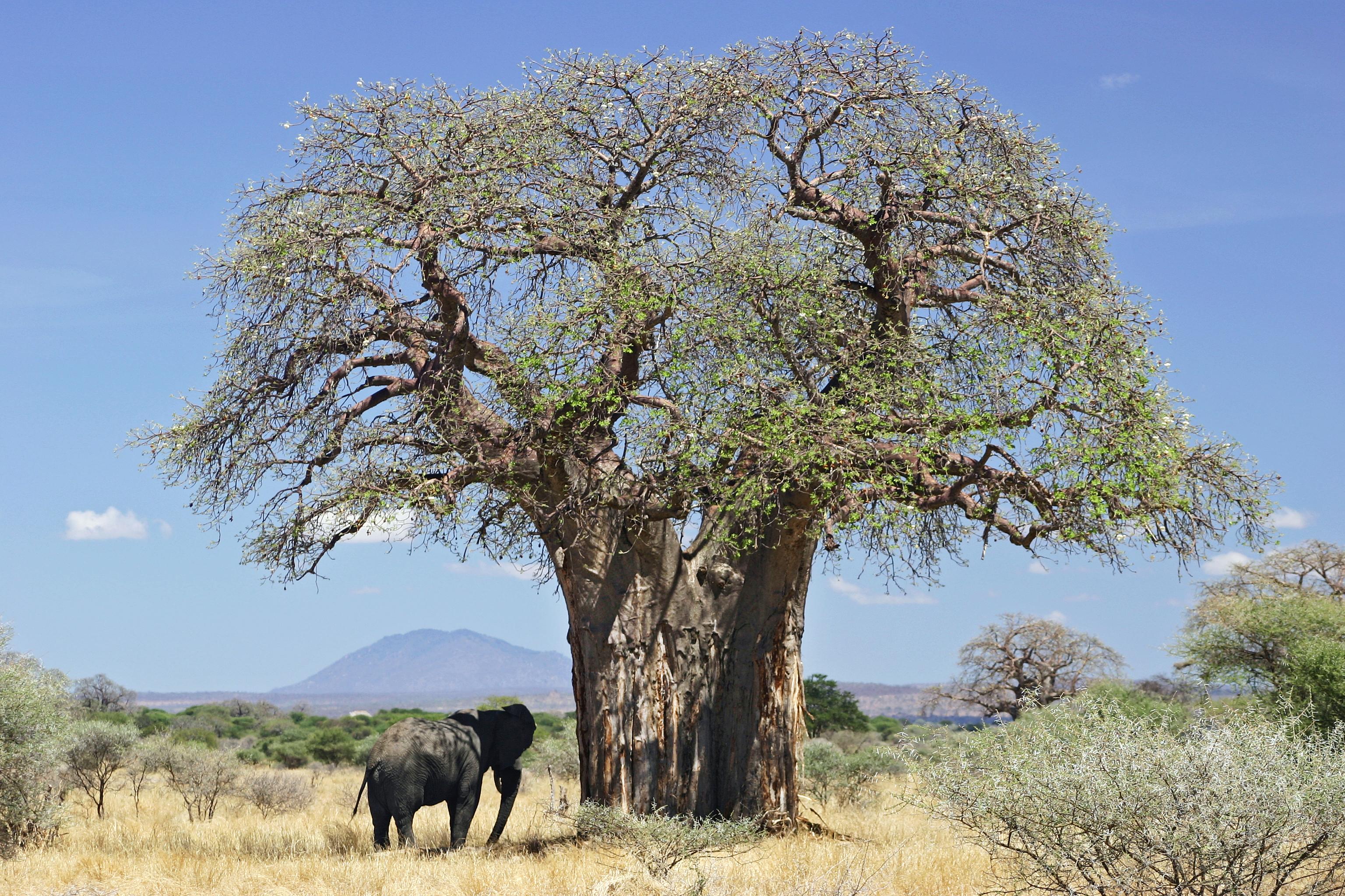 Baobab (Adansonia digitata) Care Guide: Pests, Diseases, Watering ...