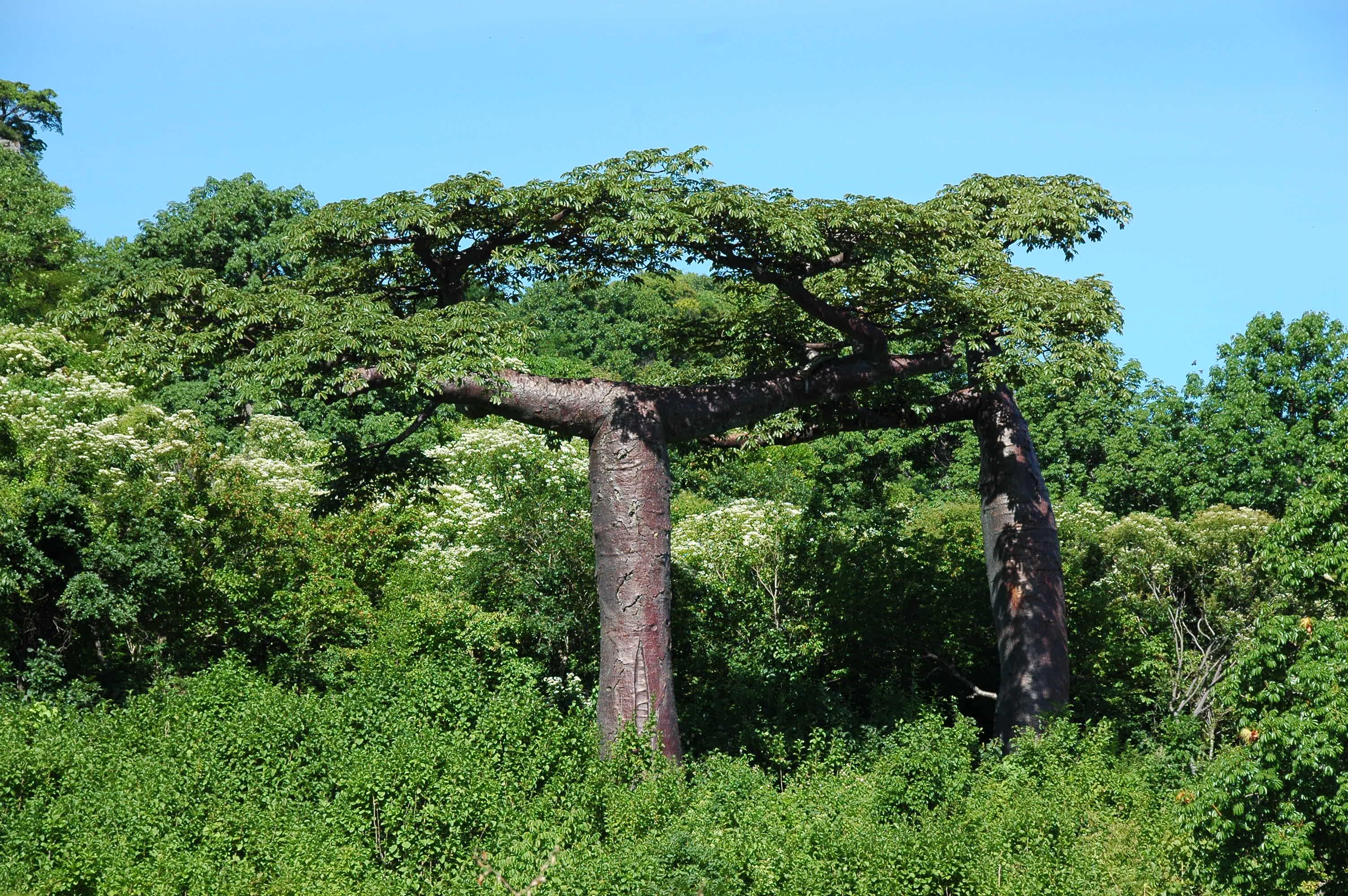 Suarez baobab (Adansonia suarezensis) Care Guide: Pests, Diseases ...