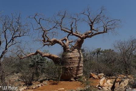 Baobabs (Adansonia) (Adansonia) Care Guide: Pests, Diseases, Watering ...