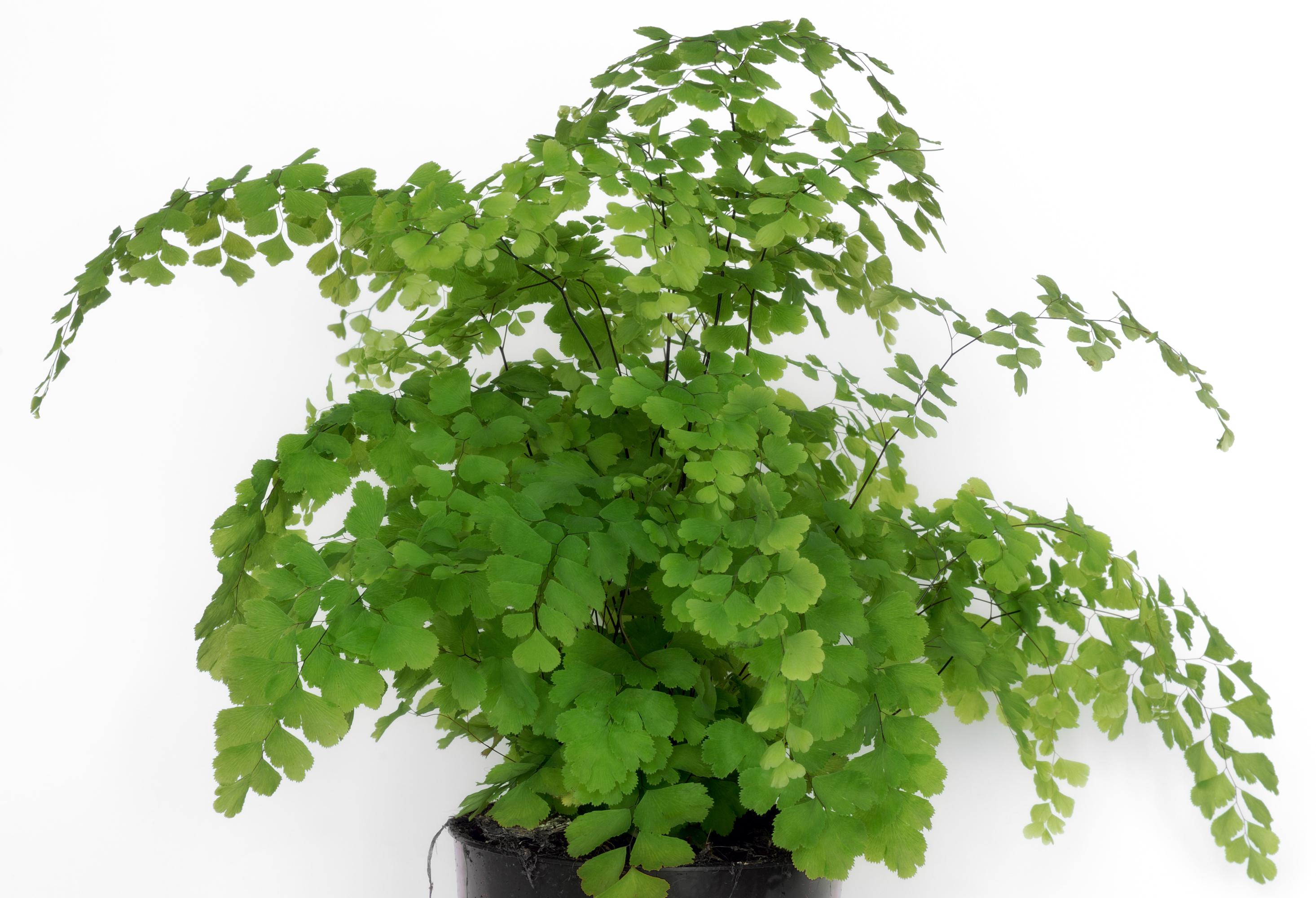 Delta maidenhair fern (Adiantum raddianum) Care Guide: Pests, Diseases ...