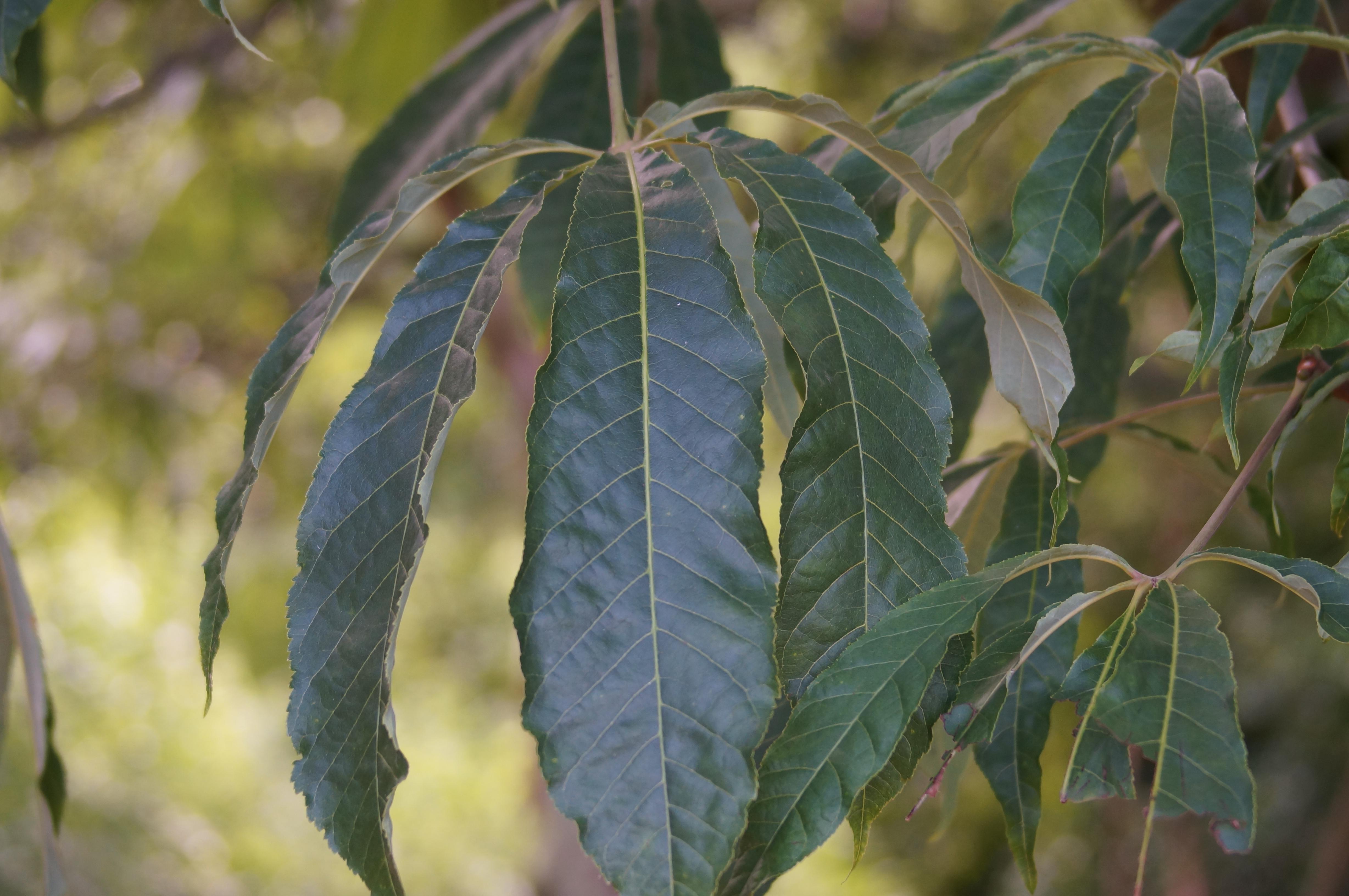 How to Transplant Chinese horse chestnut: Complete Transplanting Guide ...