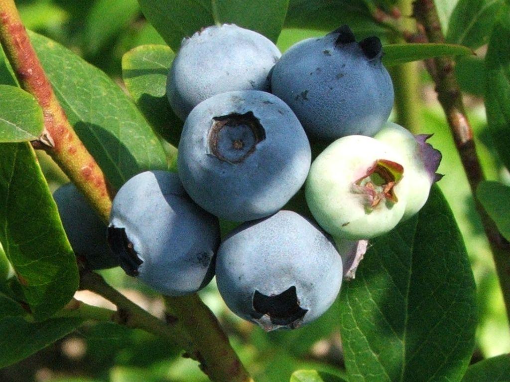 Florida hobblebush (Agarista populifolia) Care Guide: Pests, Diseases ...