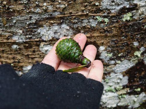 How to Propagate Kauri pine: Complete Propagation Guide | ForwardPlant