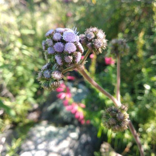 Flat-top whiteweed (Ageratum corymbosum) Care Guide: Pests, Diseases ...