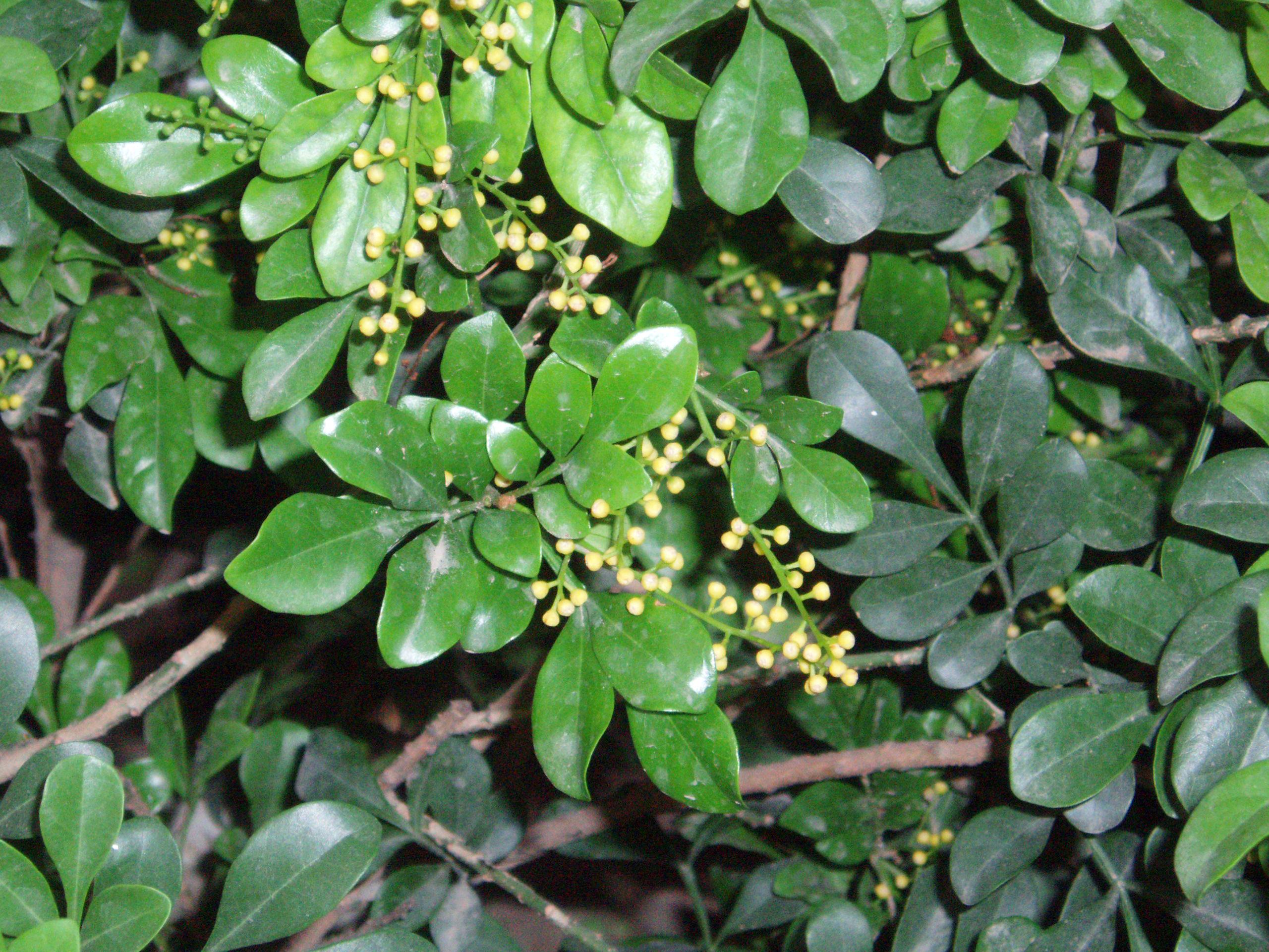 Mock lime (Aglaia odorata) Care Guide: Pests, Diseases, Watering ...