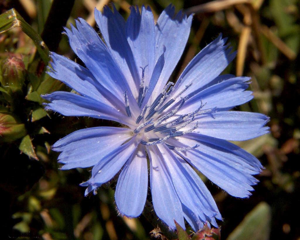 Spear-leaf agoseris (Agoseris retrorsa) Care Guide: Pests, Diseases ...