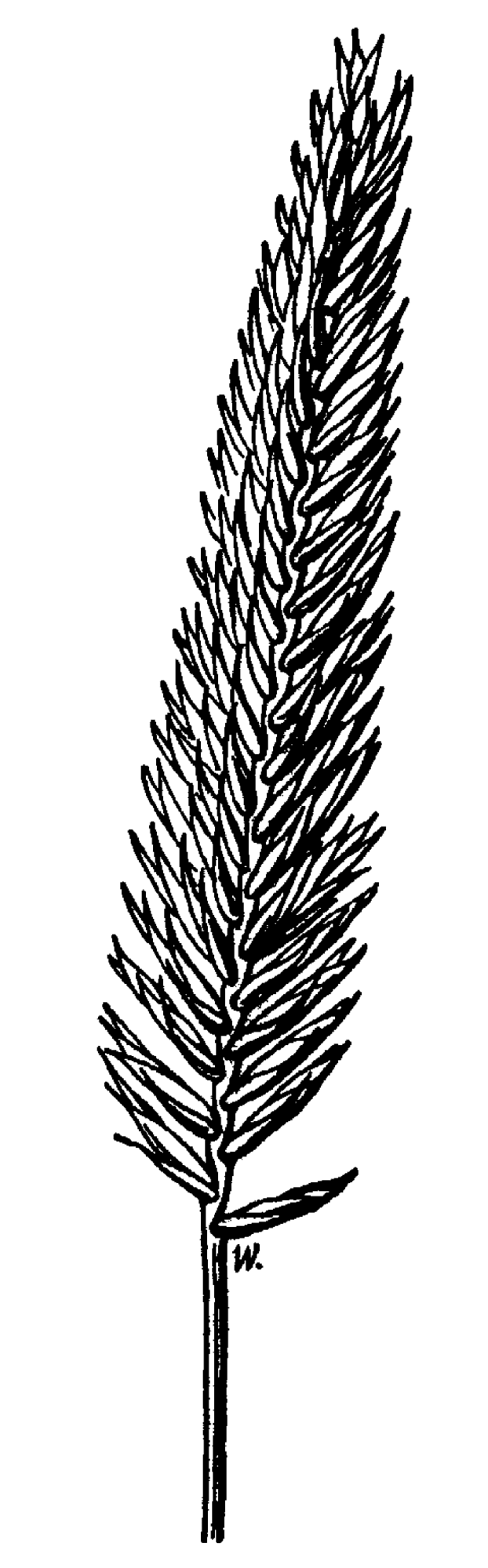Desert wheatgrass (Agropyron desertorum) Care Guide: Pests, Diseases ...