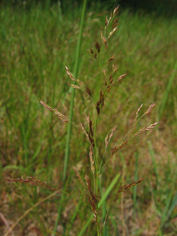 Colonial bentgrass (Agrostis capillaris) Care Guide: Pests, Diseases ...