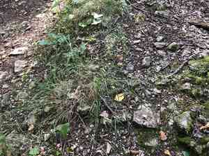 Colonial bentgrass (Agrostis capillaris) Care Guide: Pests, Diseases ...