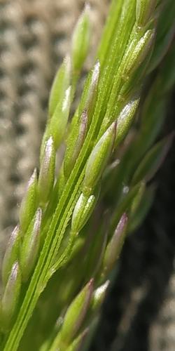 Clavate bentgrass (Agrostis clavata) Care Guide: Pests, Diseases ...