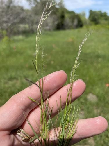 Elliott's bentgrass (Agrostis elliottiana) Care Guide: Pests, Diseases ...