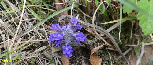 Korean pyramid bugle (Ajuga multiflora) Care Guide: Pests, Diseases ...