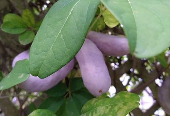 Chocolate vine (Akebia quinata) Care Guide: Pests, Diseases, Watering ...