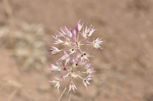 Tapertip onion (Allium acuminatum) Care Guide: Pests, Diseases ...