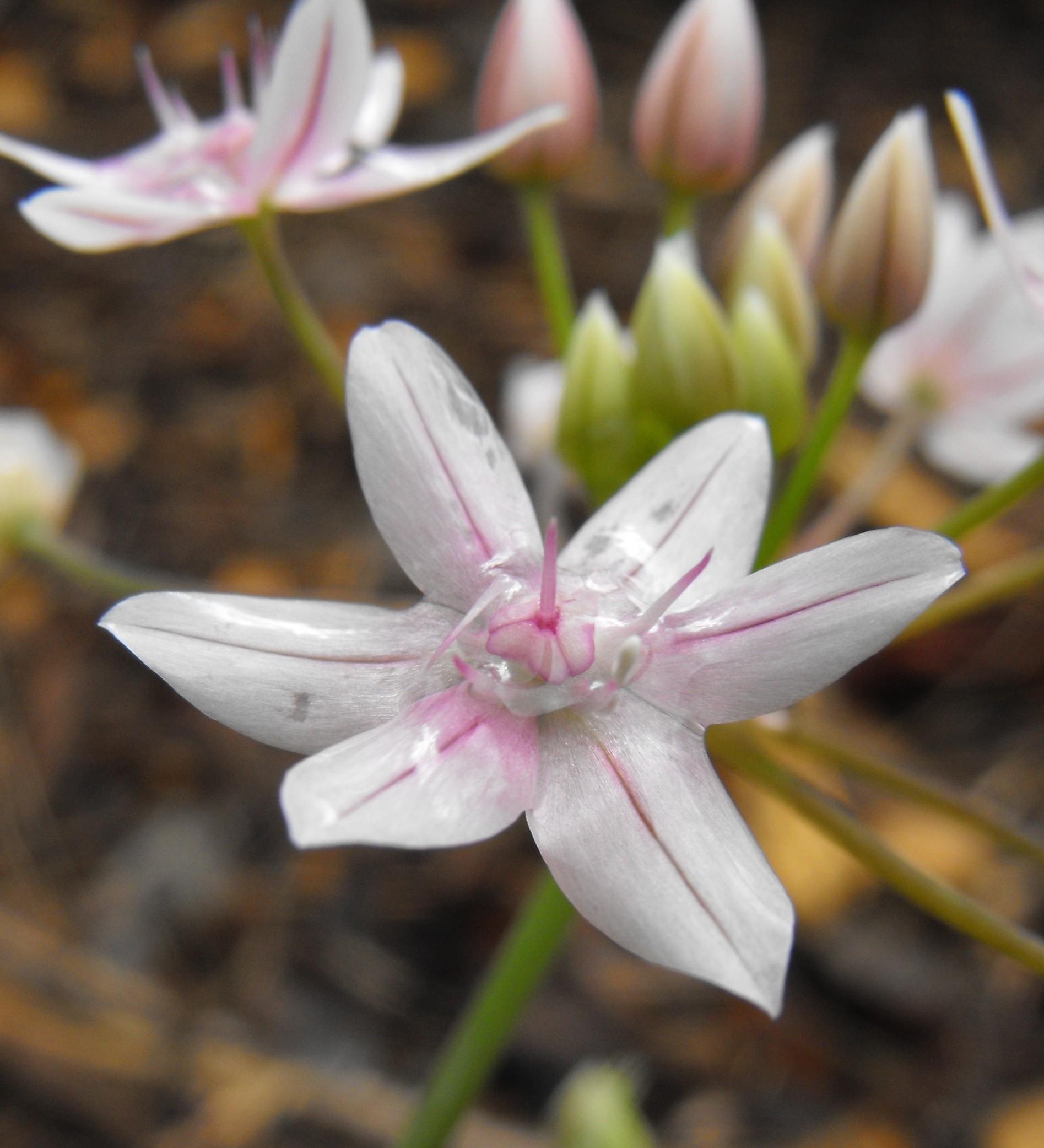Glassy onion (Allium hyalinum) Care Guide: Pests, Diseases, Watering ...