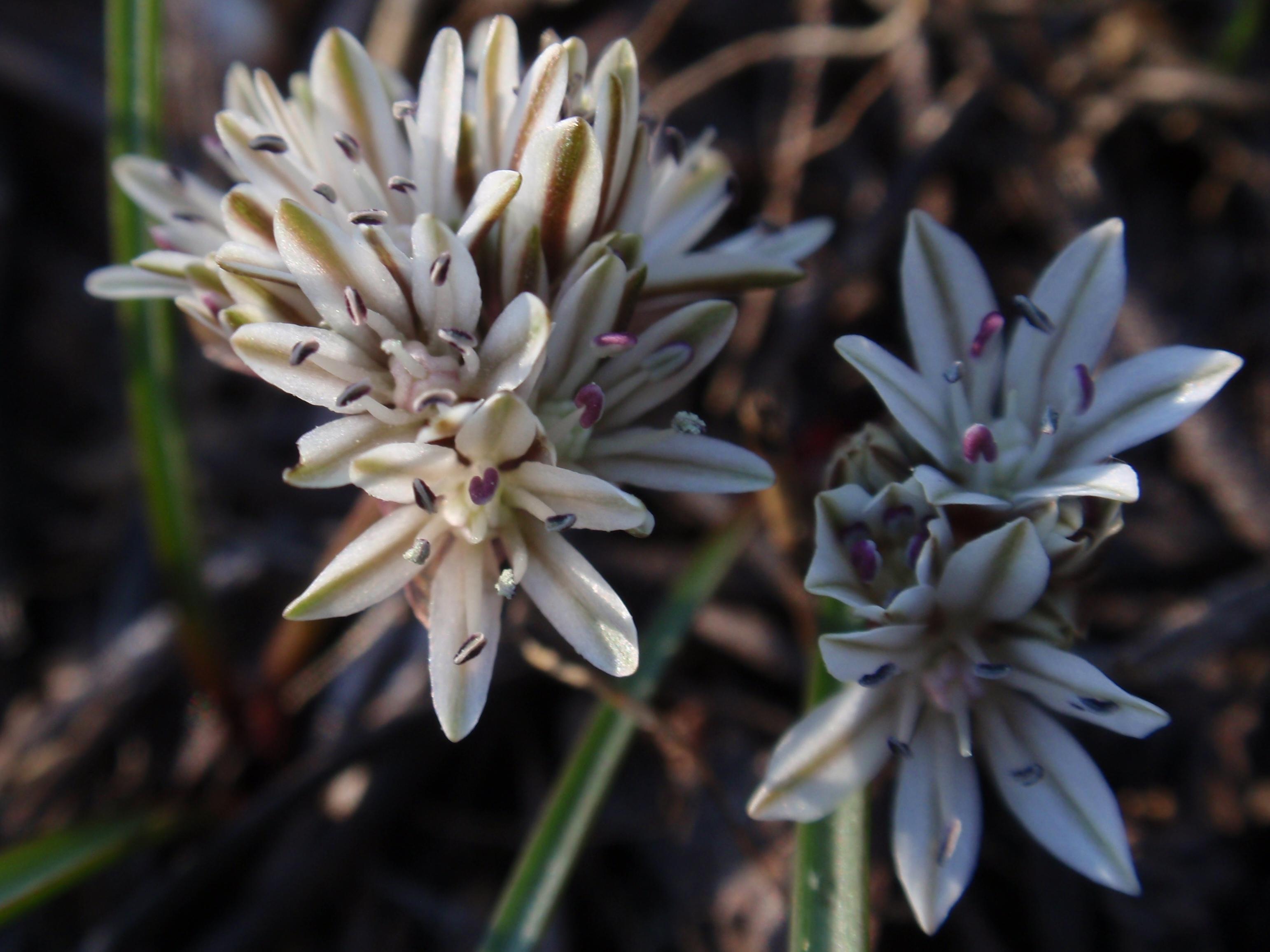 Red sierra onion (Allium obtusum) Care Guide: Pests, Diseases, Watering ...