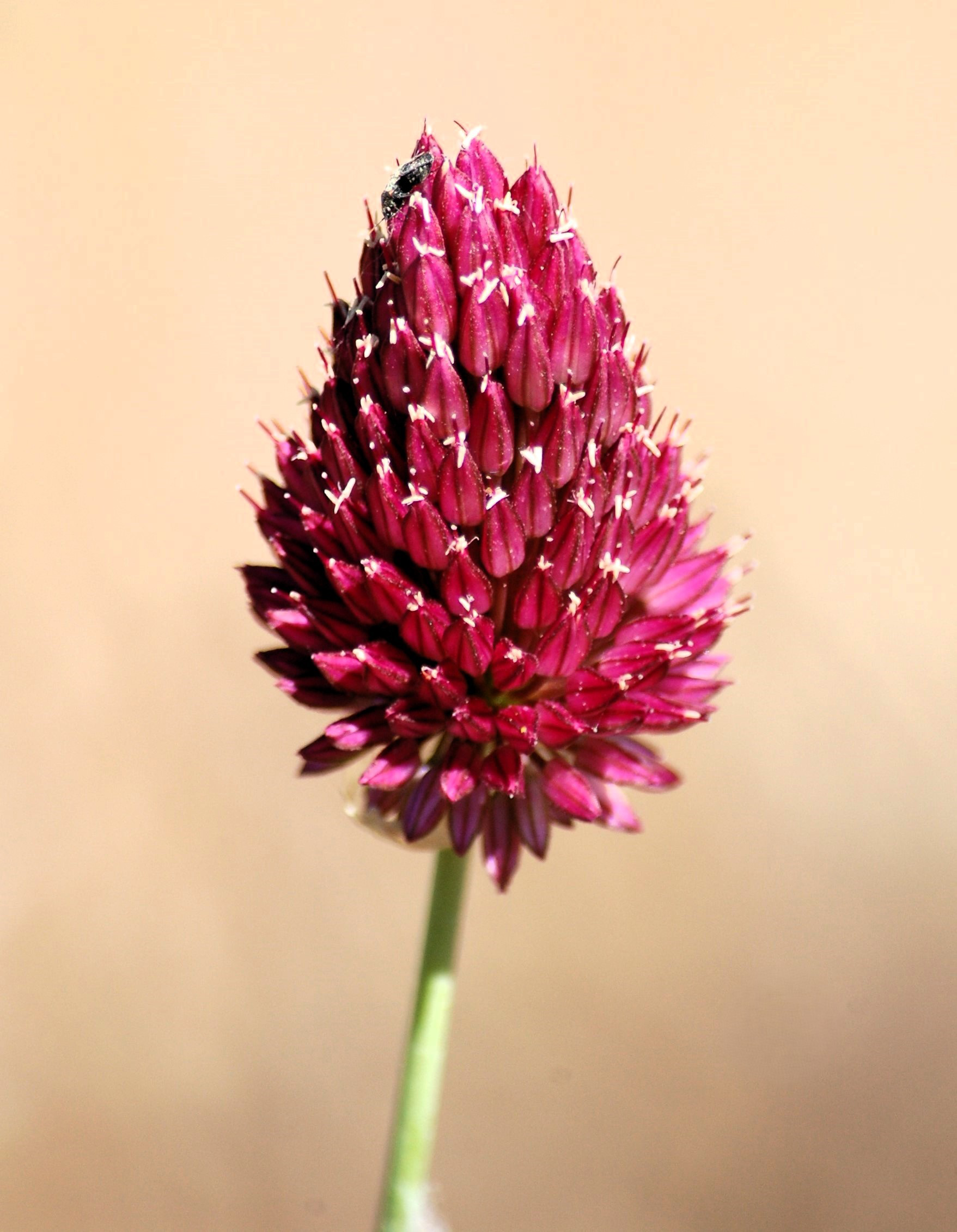How to Propagate Round-headed leek: Complete Propagation Guide ...