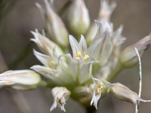 Textile onion (Allium textile) Care Guide: Pests, Diseases, Watering ...