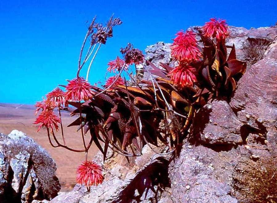 Mitre aloe (Aloe perfoliata) Care Guide: Pests, Diseases, Watering ...