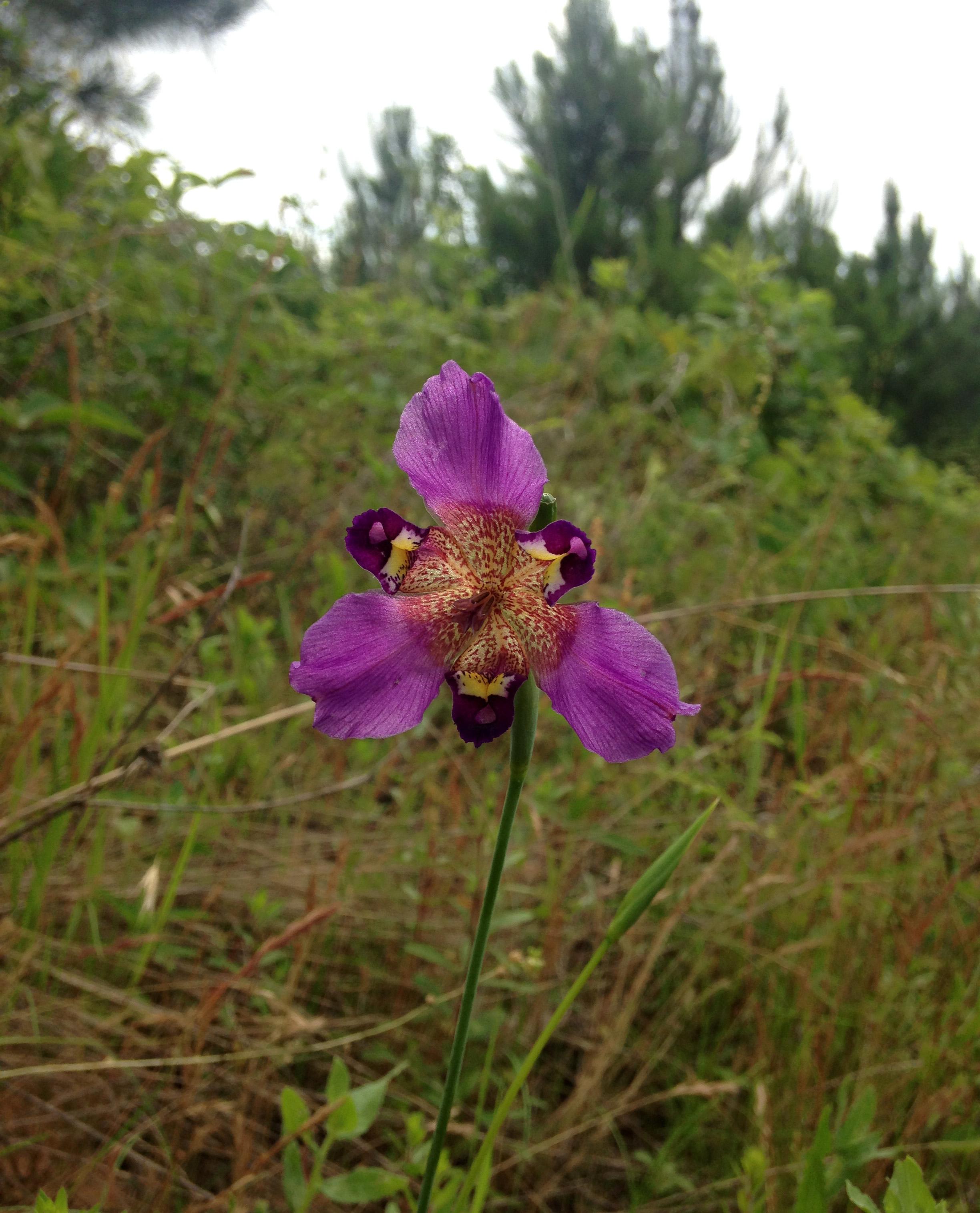Propeller flower (Alophia drummondii) Care Guide: Pests, Diseases ...