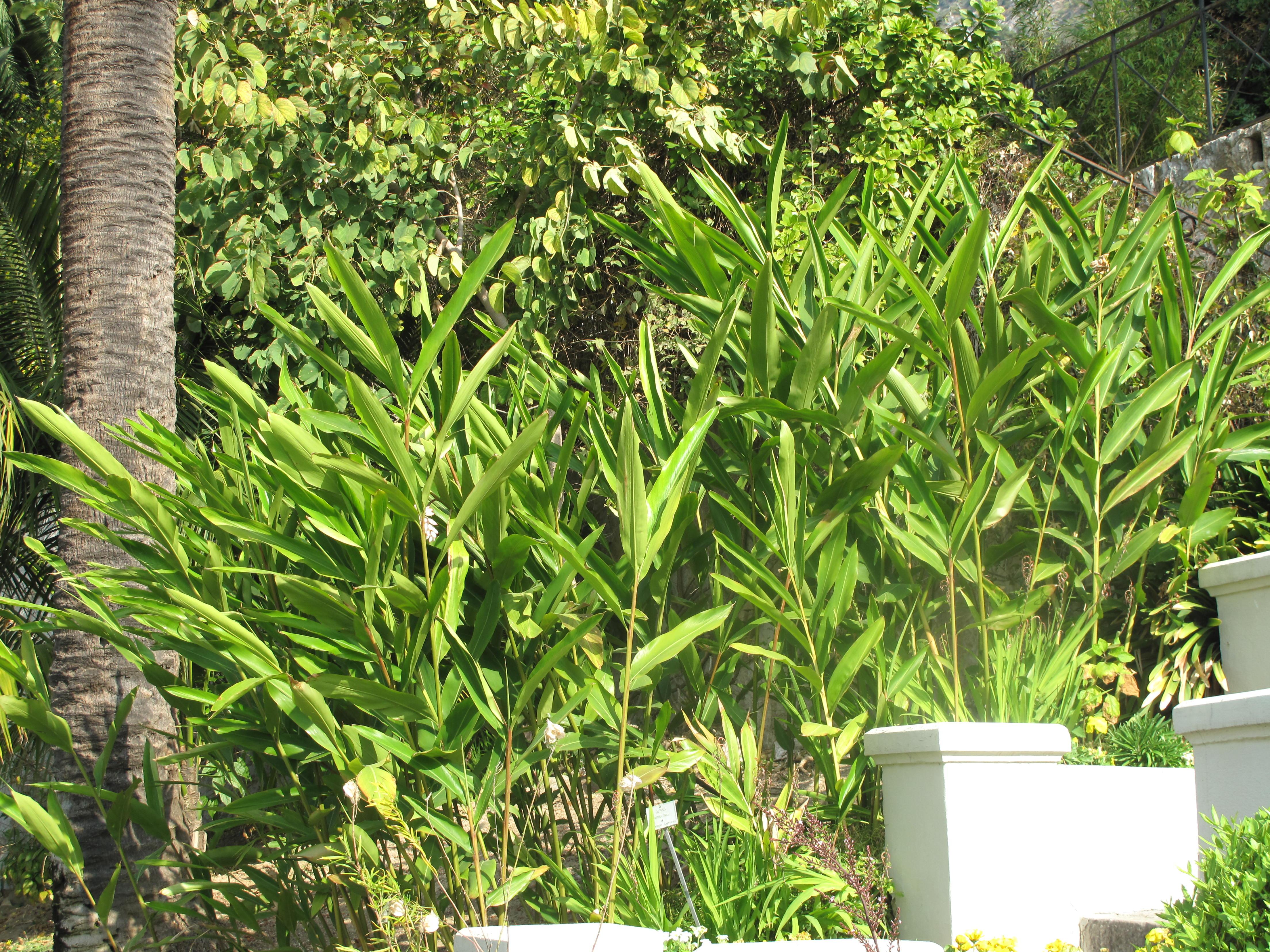 How to Prune Shell ginger: Complete Pruning Guide | ForwardPlant