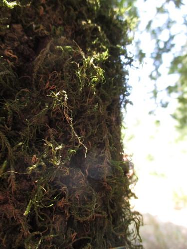 California alsia moss (Alsia californica) Care Guide: Pests, Diseases ...