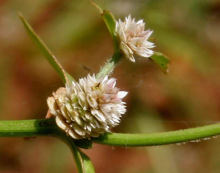 Sessile Joyweed (Alternanthera sessilis) Care Guide: Pests, Diseases ...