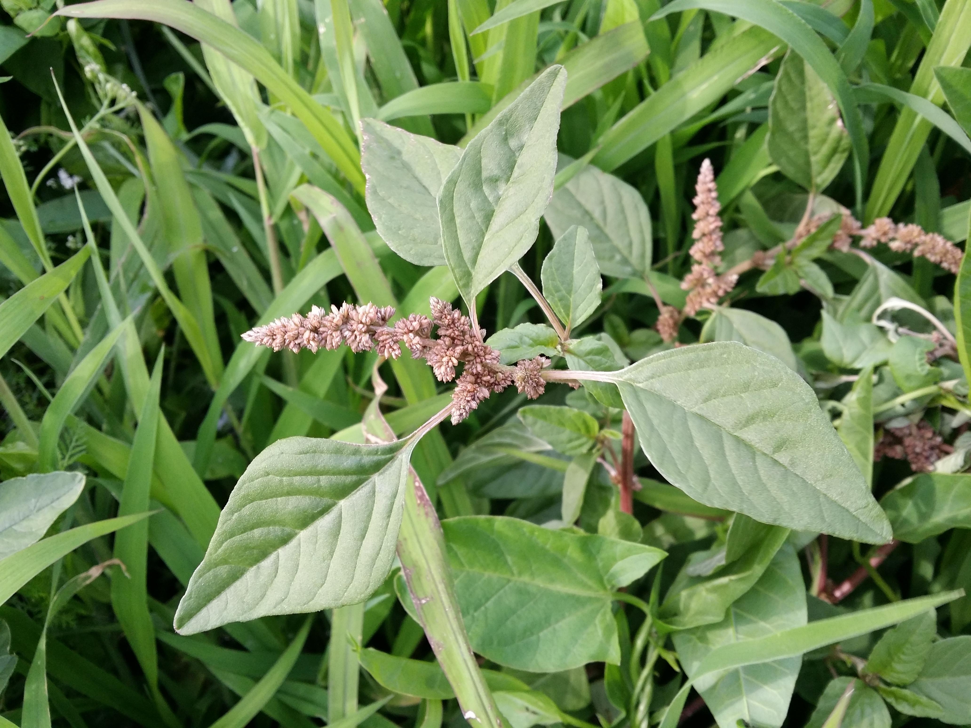 Large-fruit amaranth (Amaranthus deflexus) Care Guide: Pests, Diseases ...