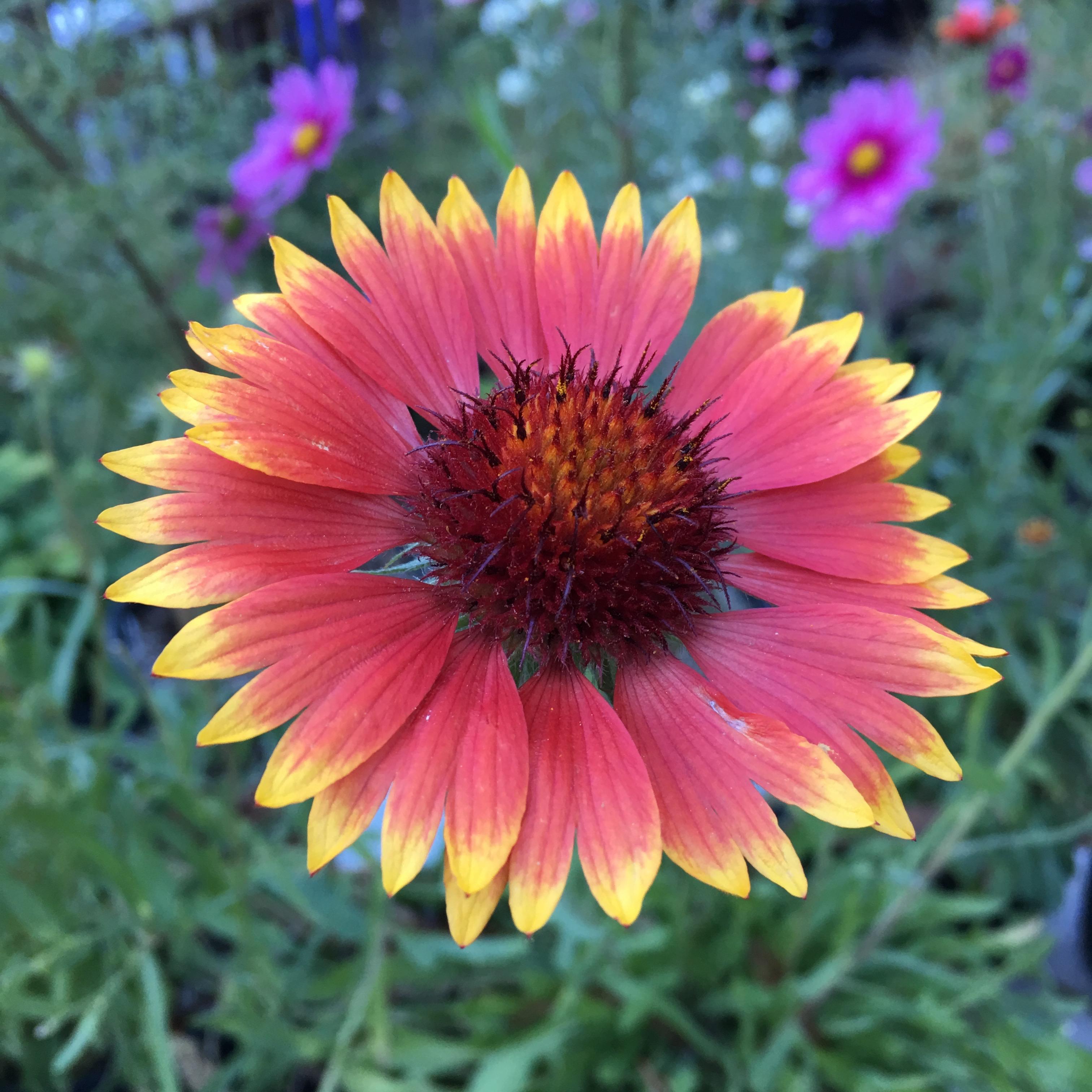 Huisache daisy (Amblyolepis setigera) Care Guide: Pests, Diseases ...